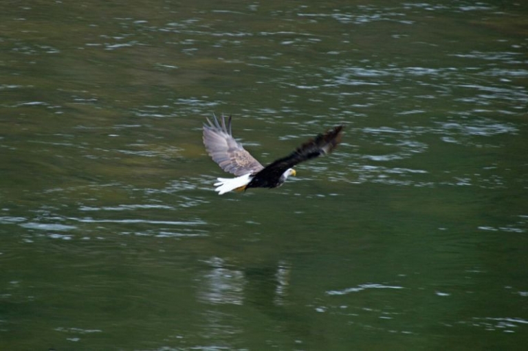 Lobo Peak Outfitters - Our Territory, Hunting, Prince George BC