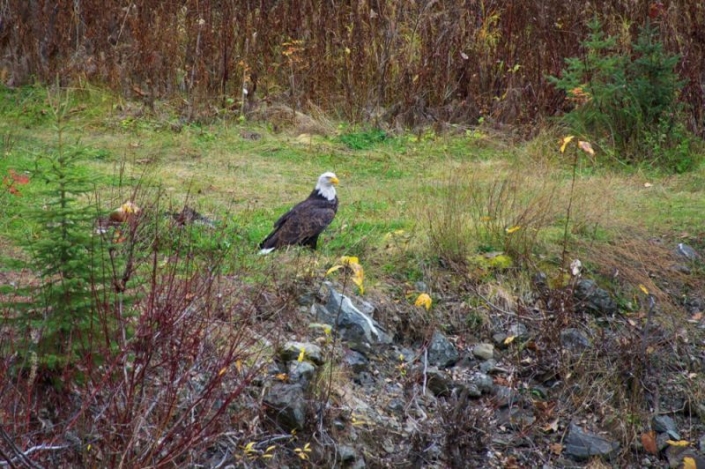 Lobo Peak Outfitters - Our Territory, Hunting, Prince George BC